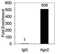 RIPAb+ Ago2 - RIP Validated Antibody and Primer Set | 03-110